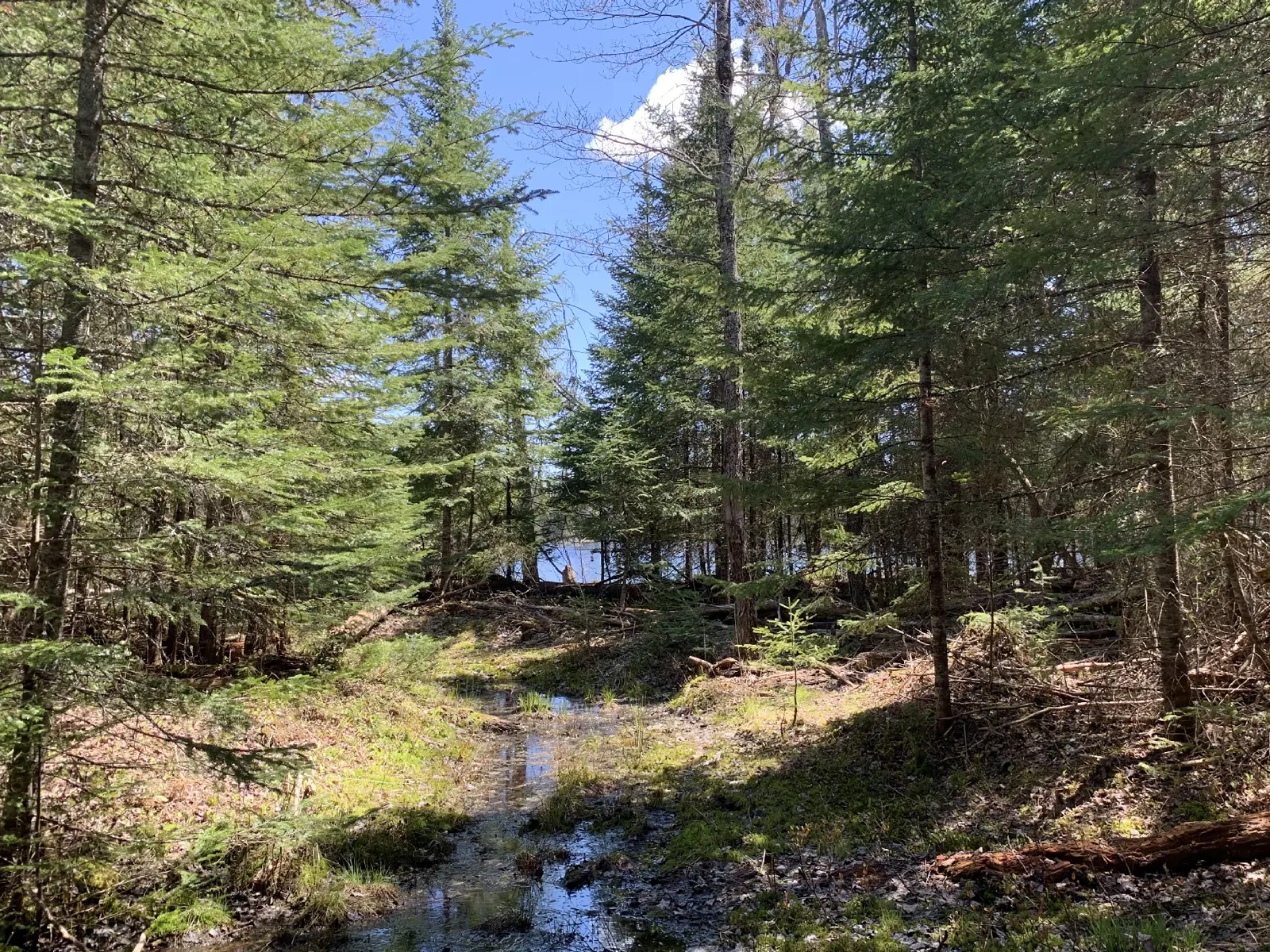 Coboconk | Canada's Freshwater Summit & Lakeside Culture